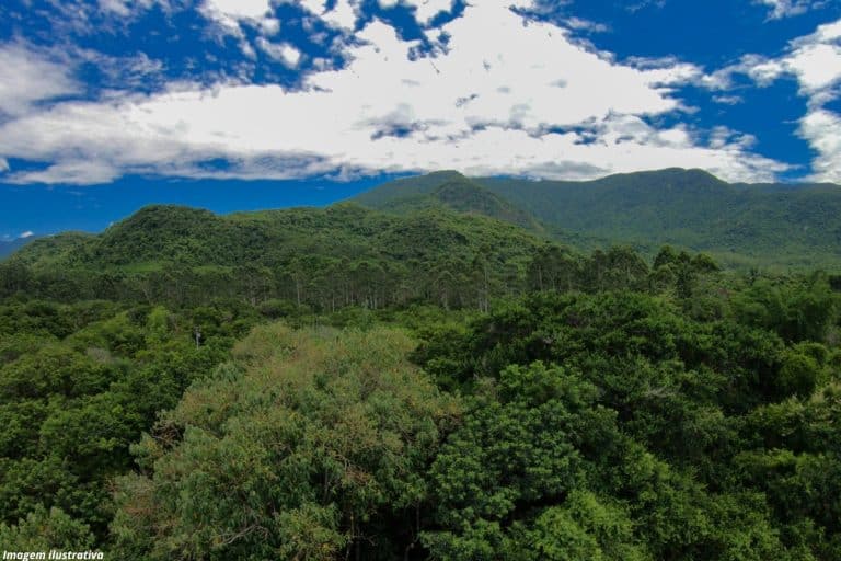 Mata Atlântica: os 3 fatos essenciais sobre esse bioma