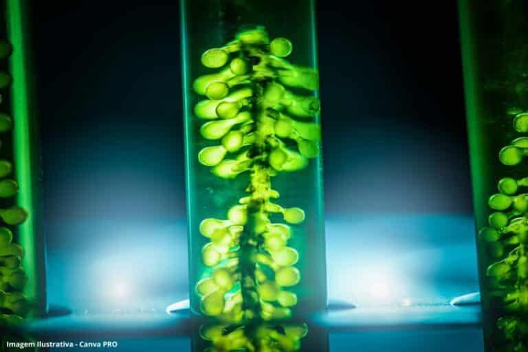 Revolução silenciosa das microalgas no agro brasileiro